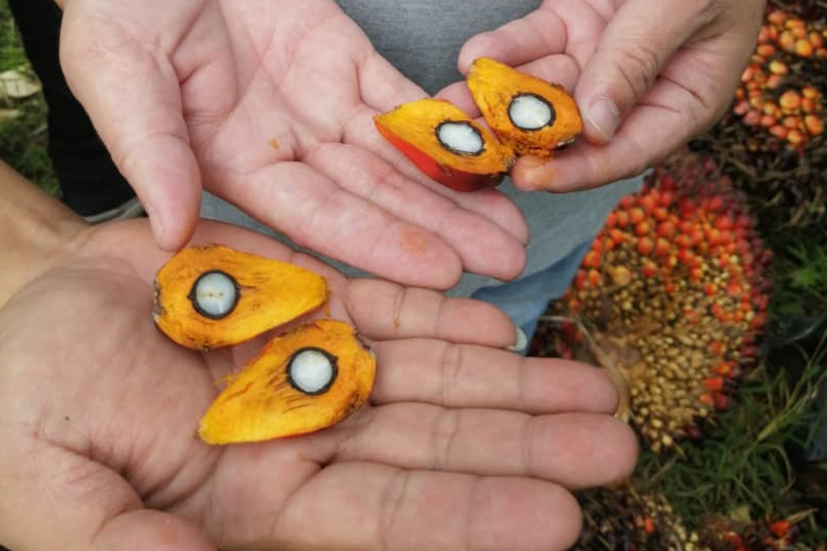 Pekebun Kecil Kelapa Sawit, Tawau, Sabah – EMJ BIOTECH SDN BHD